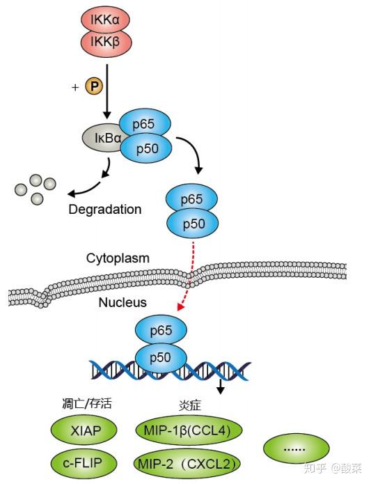 经典信号通路总结——NF-κB信号通路 - 知乎
