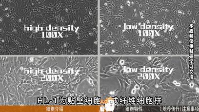 HL-1细胞培养，小鼠心房肌细胞培养攻略 - 丰晖生物 - 知乎