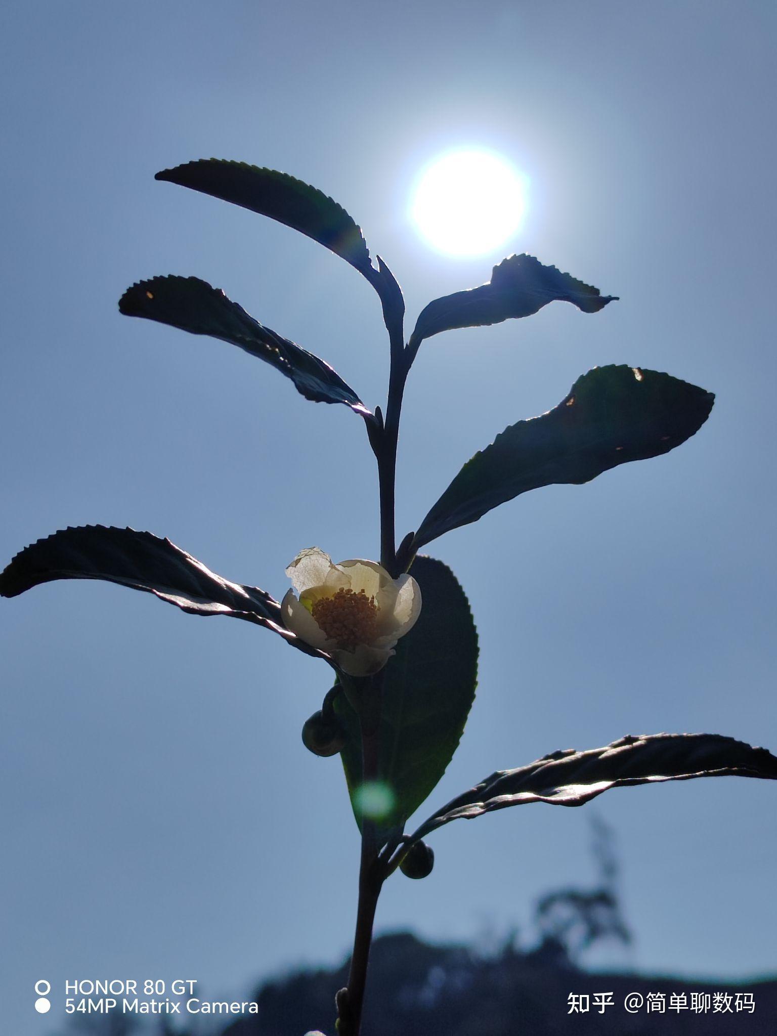 荣耀80GT拍照～超乎你的想象 - 知乎