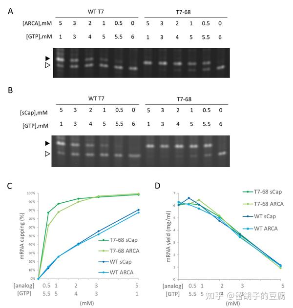 Codexis开发以低浓度帽子类似物实现极高加帽率的T7聚合酶，同时还可抑制dsRNA形成。 - 知乎