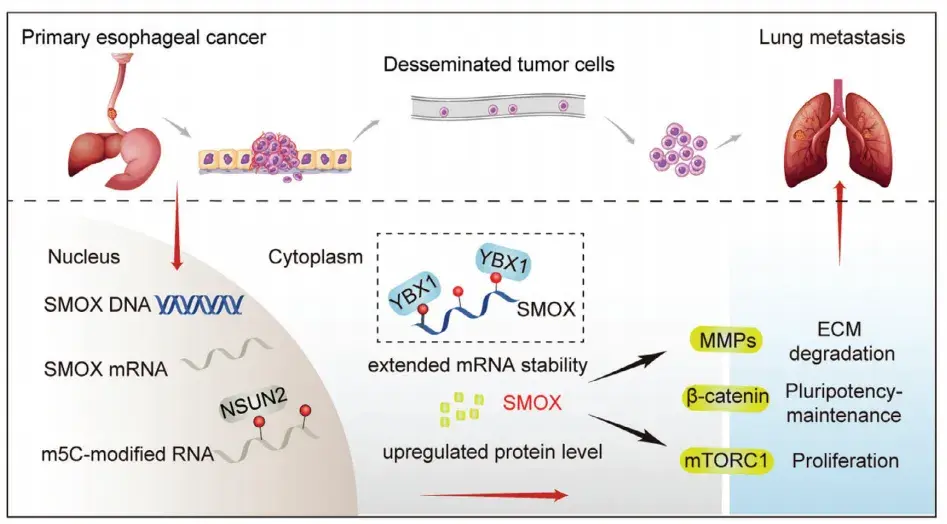 云序客户IF=14.3|YBX1通过稳定m5C依赖的SMOX mRNA促进食管鳞状细胞癌进展 - 知乎