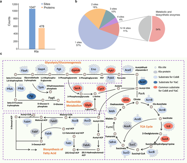 Nat Comm | 张锴/许丽艳团队首次报道原核生物中乳酸化修饰调控因子 - 知乎