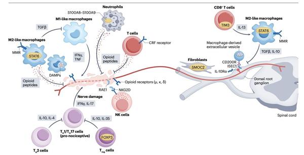 Nat Rev Neurol 综述：系统总结疼痛缓解的神经免疫机制 - 知乎