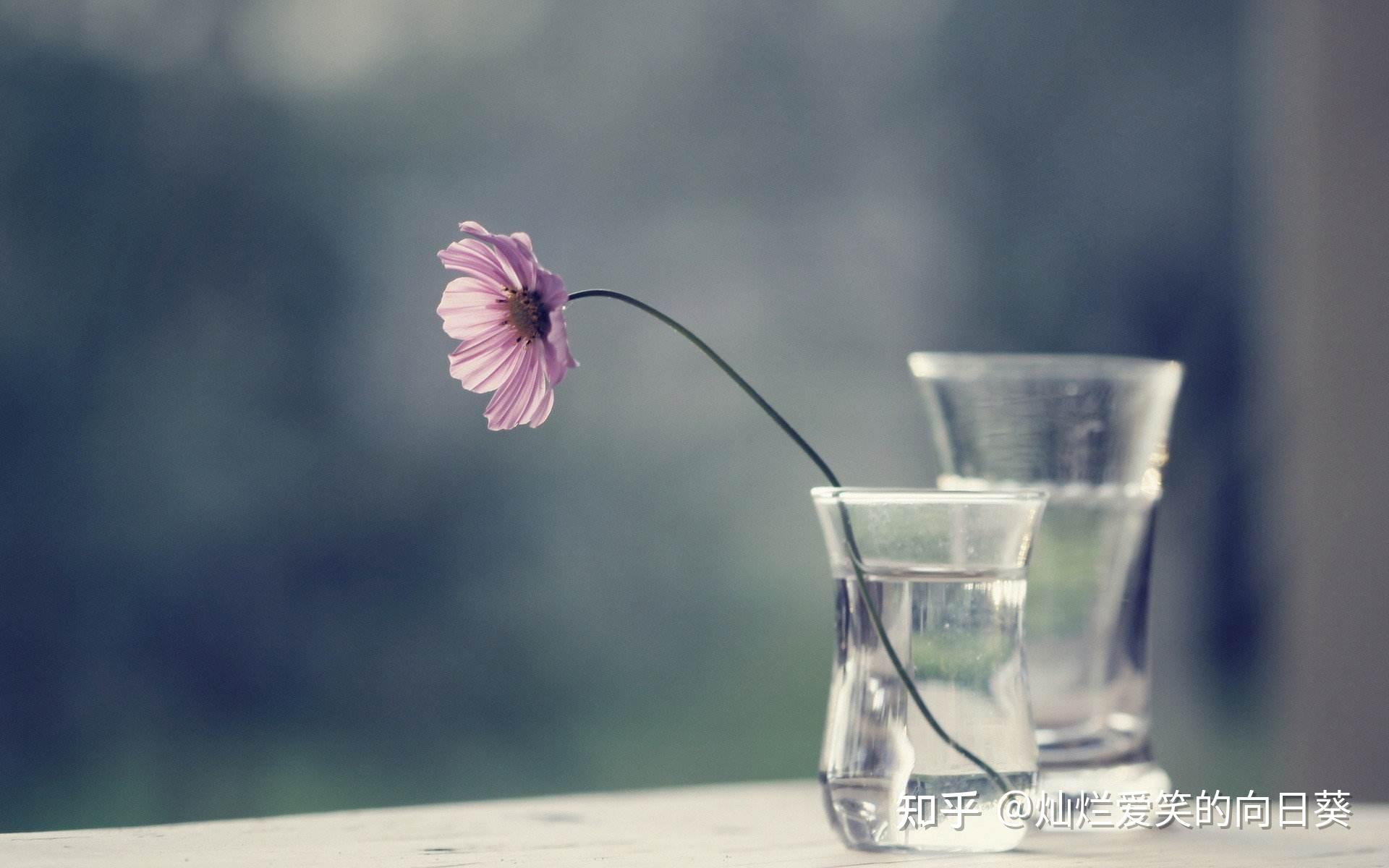《生死疲劳》：看出了几个意思？ 知乎