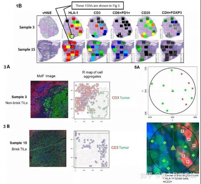 Cell DIVE | 解锁单细胞空间蛋白组学分析技能 - 知乎