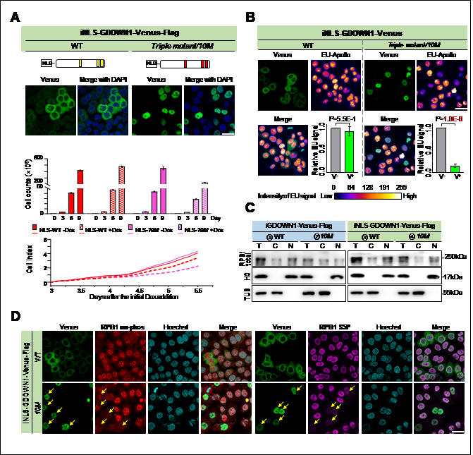 eLife｜兰州大学生命科学学院程博团队揭示转录因子GDOWN1通过核质转位调控全局转录及细胞应激的分子机制 - 知乎
