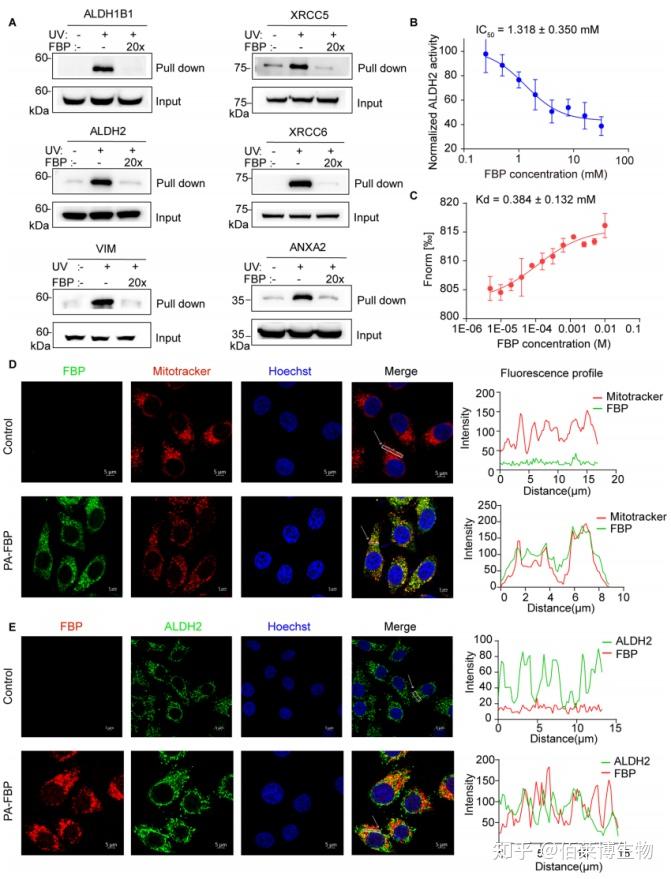 化学蛋白质组学（ABPP）实验技术 - 知乎