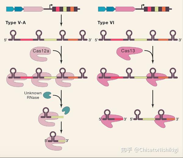 CRISPER-Cas的机理、工具盒和应用(一) - 知乎