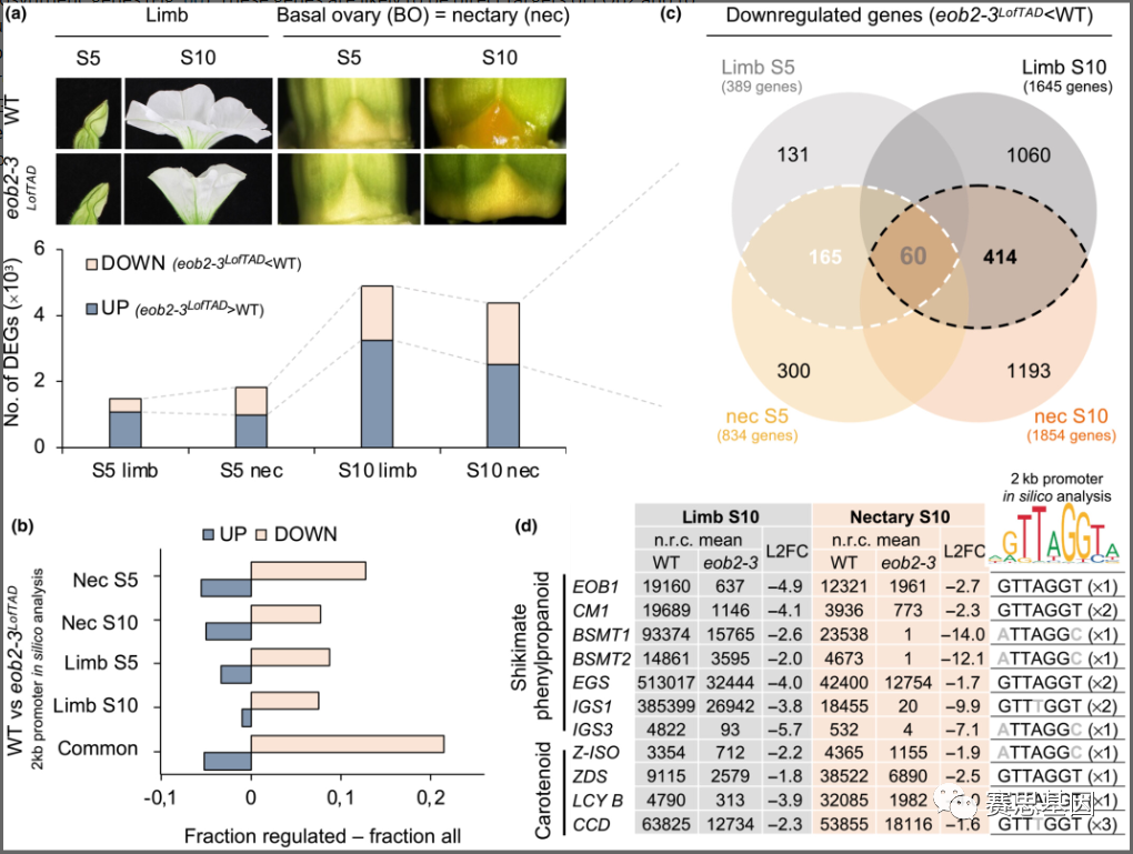 【New Phytol】鉴定到一个MYB转录因子在花发育过程中具有多种功能 - 知乎