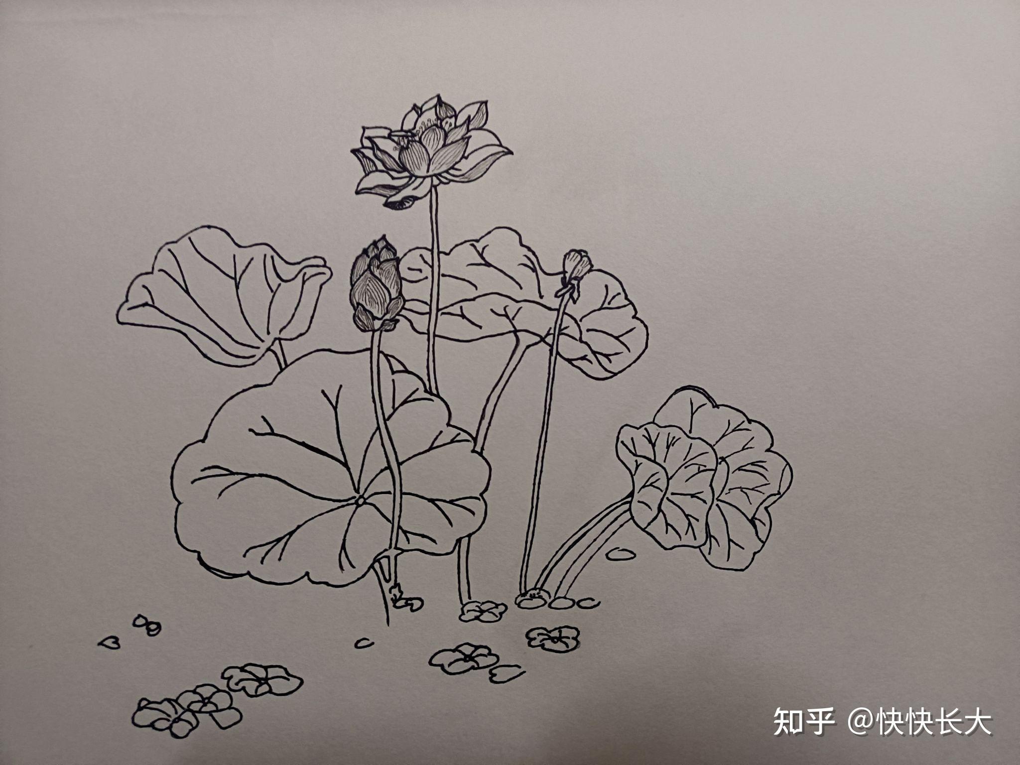 简笔画 知乎