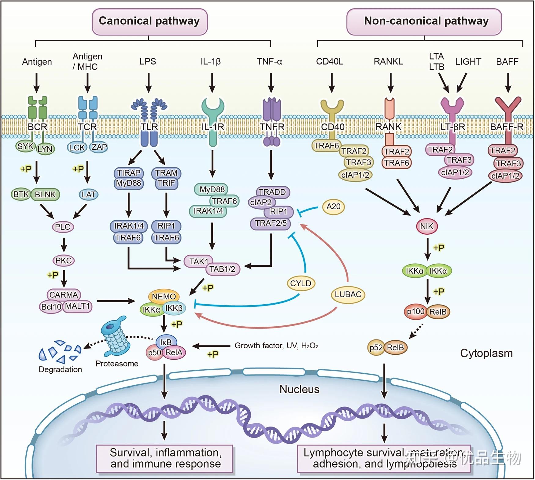 癌症研究中的细胞信号通路 - 知乎