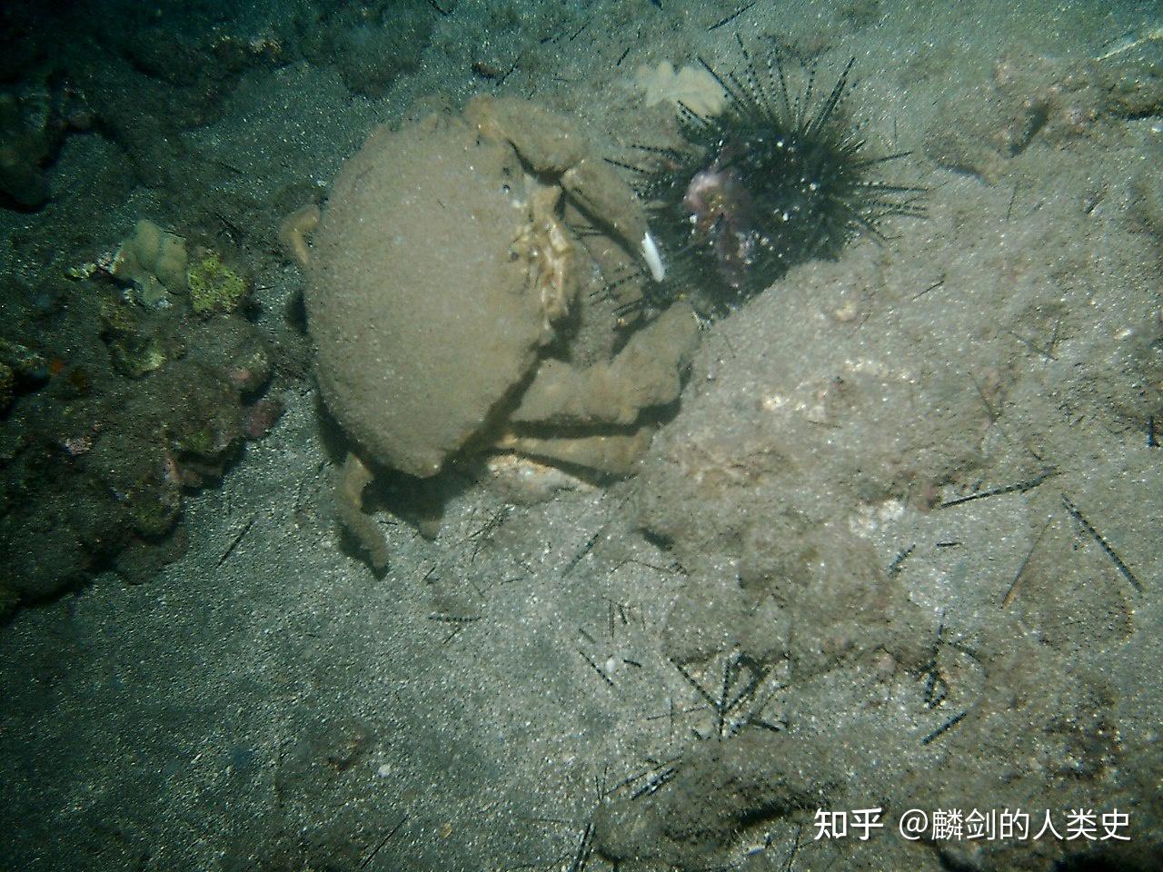 【动物界全系列】短尾下目—绵蟹派 - 知乎