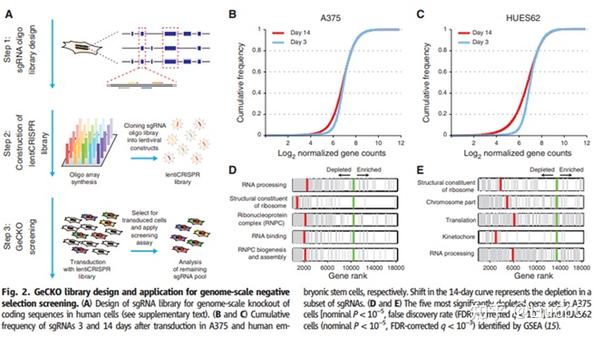 基于CRISPR/Case9全基因组敲除文库筛选功能基因 - 知乎