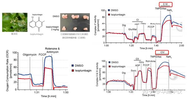 2022年OROBOROS O2k能量代谢相关文章锦集 - 知乎