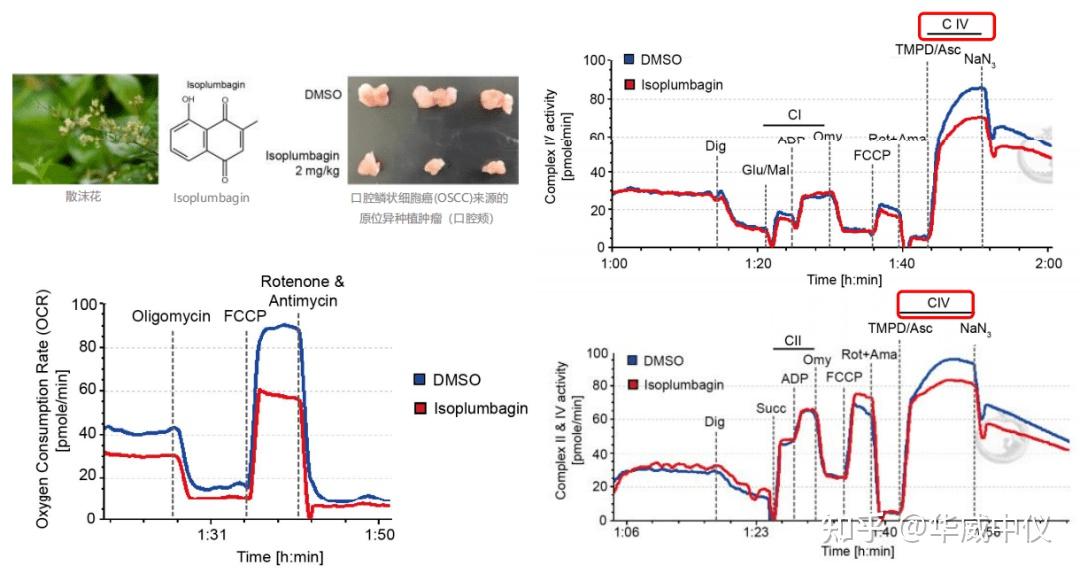 2022年OROBOROS O2k能量代谢相关文章锦集 - 知乎