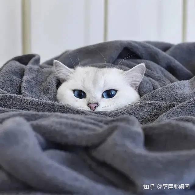 几个小妙招,让猫咪多喝水 知乎