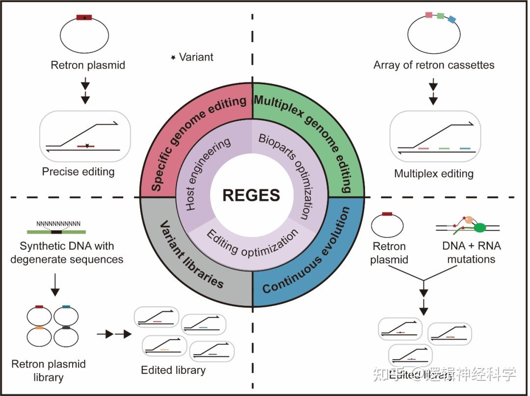 NAR︱浙江大学徐志南/连佳长团队开发Retron介导的多重基因组编辑和进化系统 - 知乎