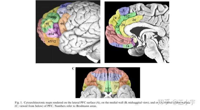 Prefrontal Cortex (gyrus)细致划分 - 知乎