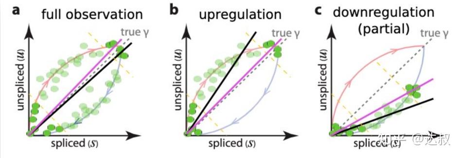 单细胞数据分析——RNA velocity （专题二） - 知乎