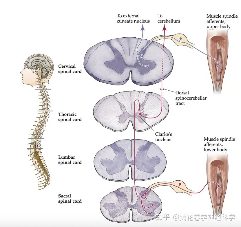 躯体感觉系统--感觉和感觉加工 - 知乎