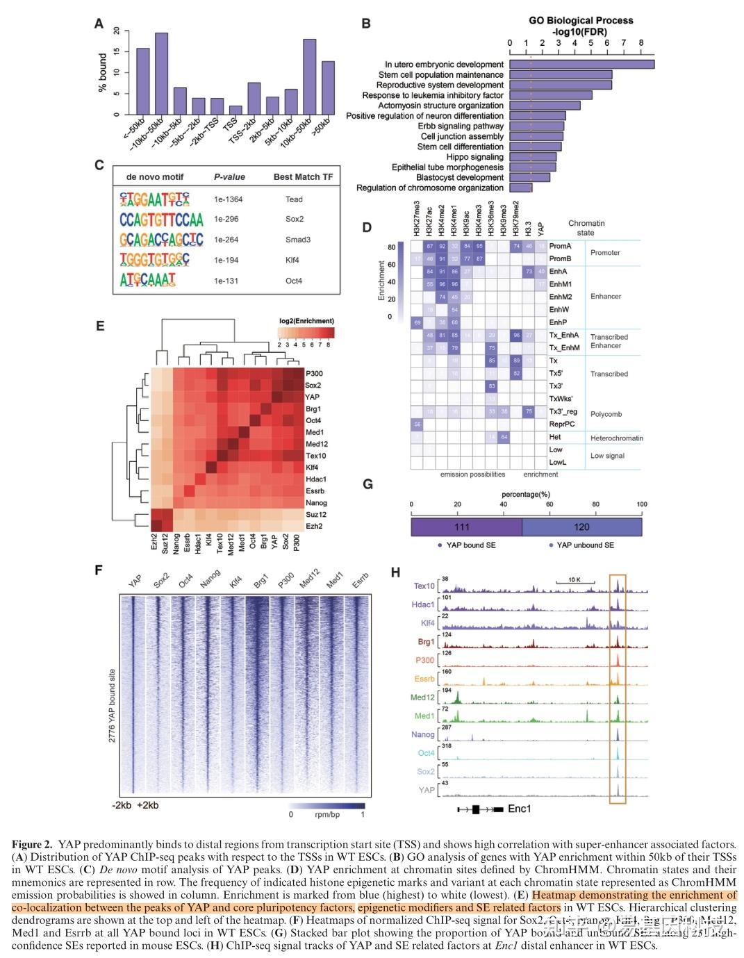 易基因：ChIP-seq等组学分析揭示Hippo-YAP信号调控动物胚胎干细胞(ESC)分化机制：NAR - 知乎