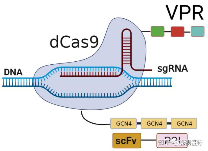 知识分享 | 基因过表达技术之CRISPRa - 知乎
