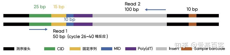 空间转录组 | 华大时空stereo-seq技术原理 - 知乎