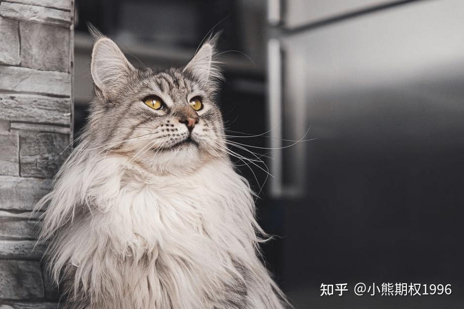 期权定价模型有哪些？怎么使用？ 知乎 