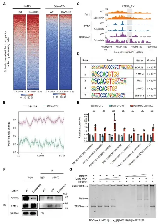 Sci Immunol封面文章｜基因编辑小鼠告诉你Ddx55如何维护幼稚T细胞稳态 - 知乎