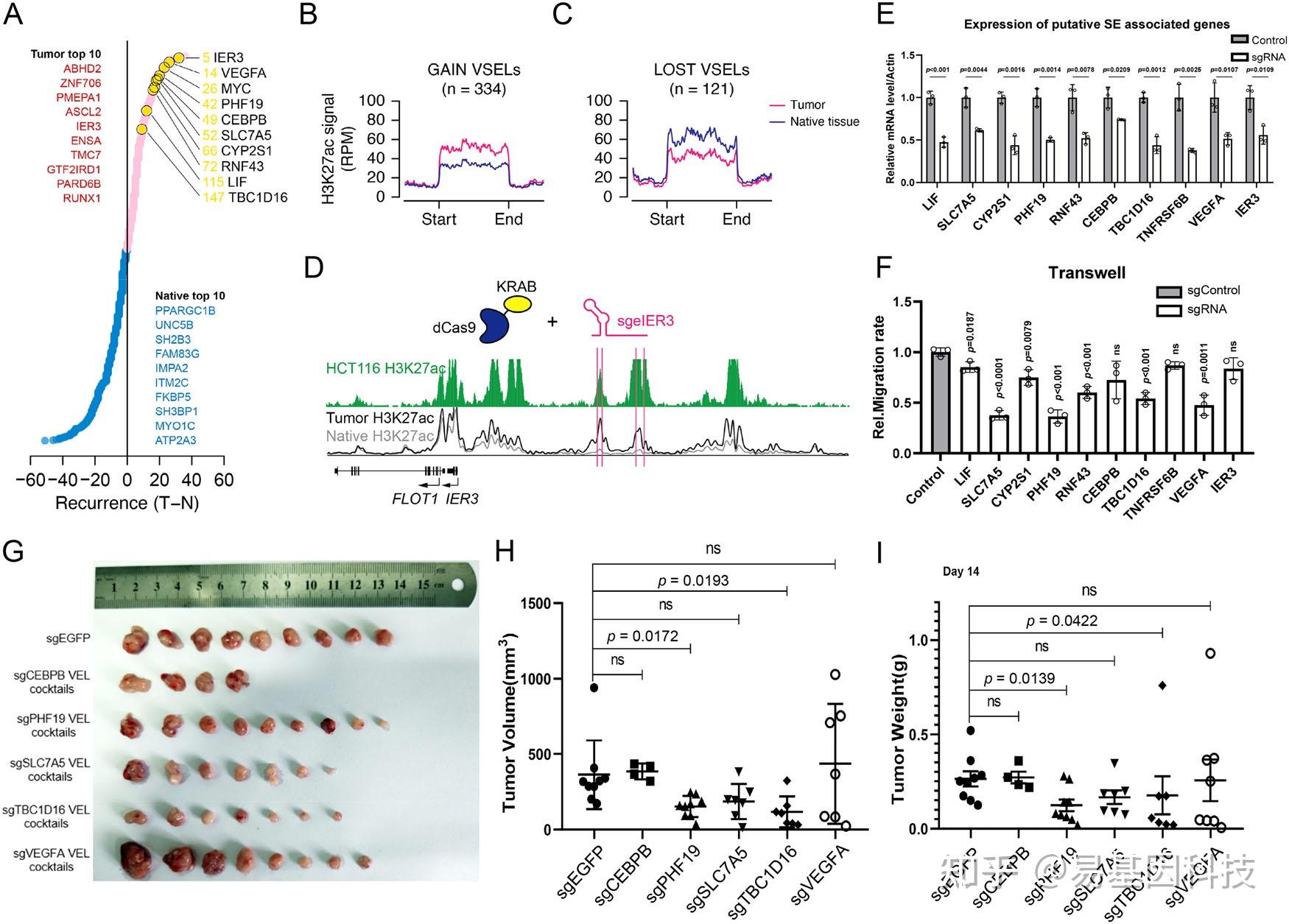 易基因｜ChIP-seq等组学研究鉴定出结直肠癌的致癌超级增强子：Nature子刊 - 知乎