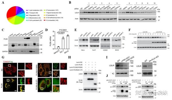Nature Cell Biology | 新知识：细胞蛋白降解的第三条途径 - 知乎