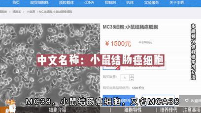 MC38细胞培养，小鼠结肠癌细胞培养攻略-丰晖生物 - 知乎