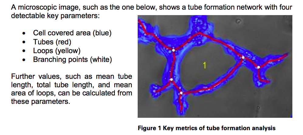 Matrigel-based tube formation assay 检测条件培养基的新生血管能力 - 知乎