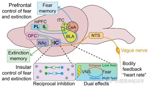 Neurosci Bull 综述︱复旦大学李伟广团队应邀撰写恐惧消退记忆痕迹的研究综述 - 知乎