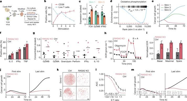 nature前沿为2023年国自然提供研究思路：CAR - T细胞治疗新靶点RASA2带来了可持久击杀肿瘤的T细胞 - 知乎