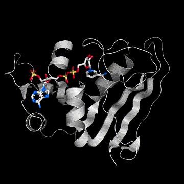 Pymol_movie - 知乎