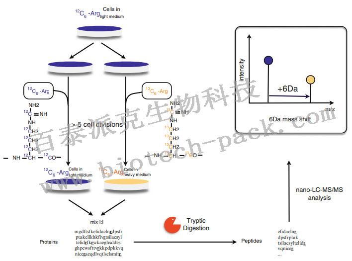 基于标签的蛋白质定量技术-iTRAQ，TMT，SILAC - 知乎
