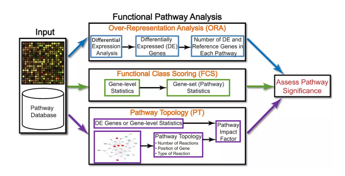 使用clusterProfiler对非模式生物进行富集分析 - 知乎