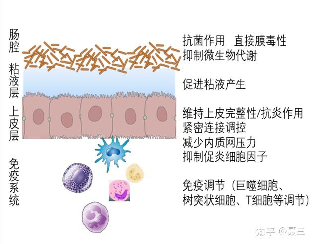 胆汁酸代谢和肠道微生态研究纵览 知乎