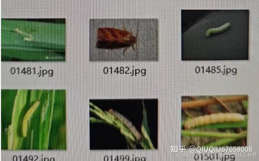 Pytorch和torchvision为例,如何使用预训练的resnet模型来训练水稻虫害分类数据集 14类 从数据准备到模型训练、评估全流程 知乎