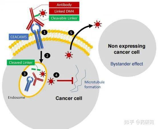 旧CEACAM5的新出路：肿瘤免疫治疗 - 知乎