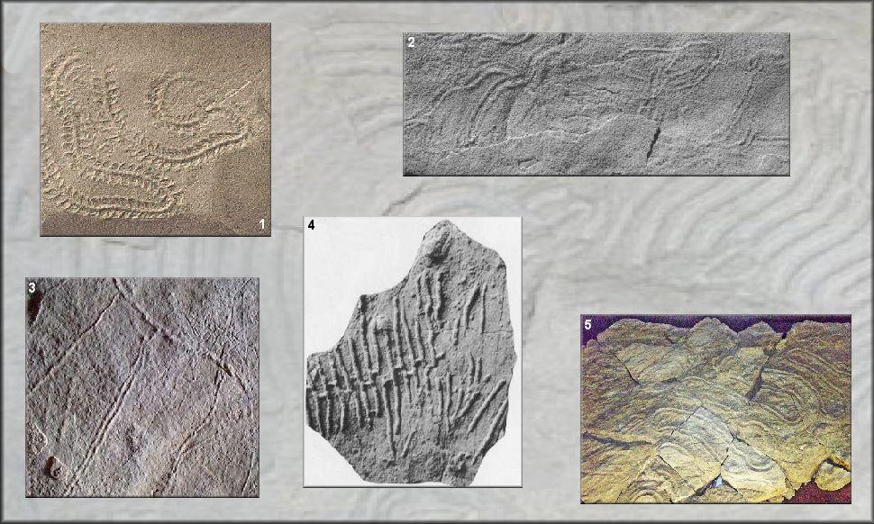 化石协奏曲1: 遗迹化石 - 知乎