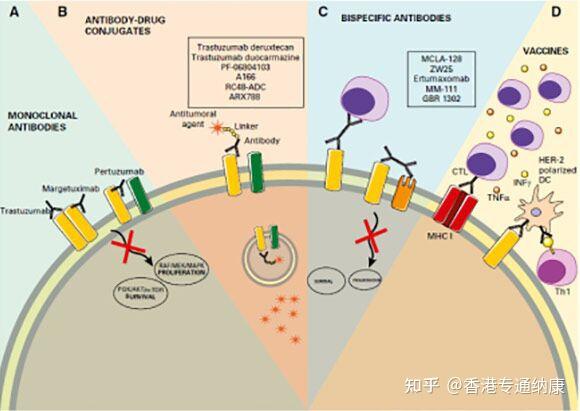 Enhertu(DS8201)阳性HER2乳腺癌骨转移用药剂量计算方法 - 知乎