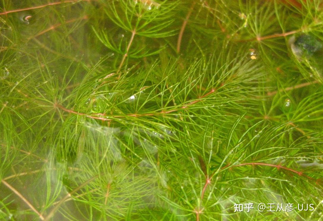 水的生态作用及生物对水的适应策略 - 知乎
