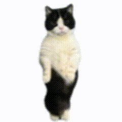 小狗奶牛猫跳舞动态表情包 知乎