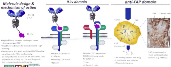 IL-2/IL-2R研究简史 - 知乎