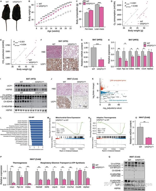 瑞金医院团队首次发现人类RSPO1中的突变会导致肥胖 - 知乎
