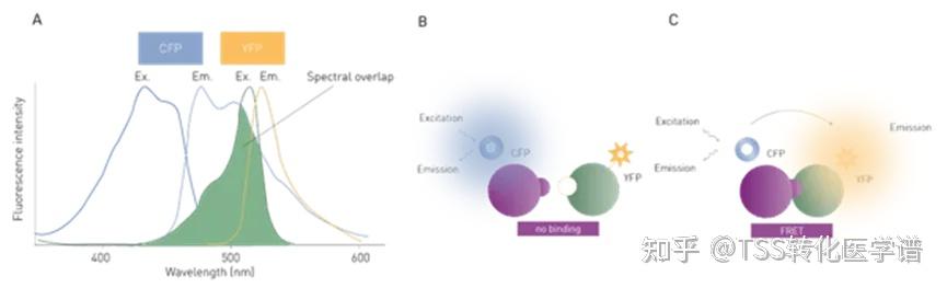收藏！一文搞清各式各样的「TR-FRET」实验 - 知乎