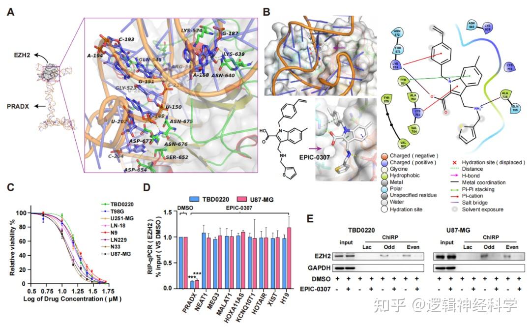 Neuro-Oncol︱天津医科大学康春生团队发现化合物EPIC-0307破坏PRADX-EZH2增敏替莫唑胺治疗胶质母细胞瘤 - 知乎