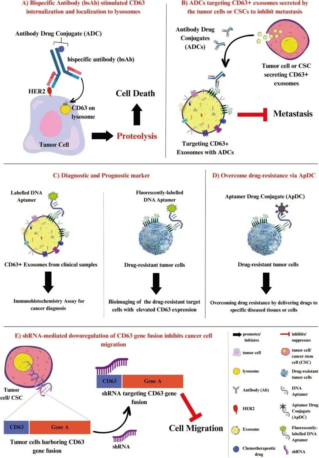 CD63：早期诊断和精准治疗的冉冉新星 - 知乎